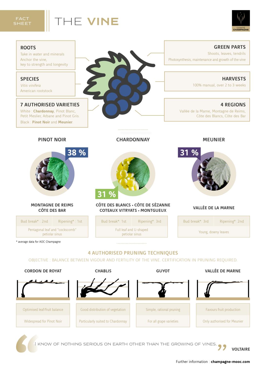 The vine | Champagne Education